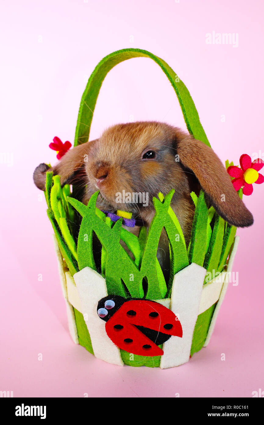 Cute little young bunny rabbit lop eared dwarf rabbits Stock Photo - Alamy
