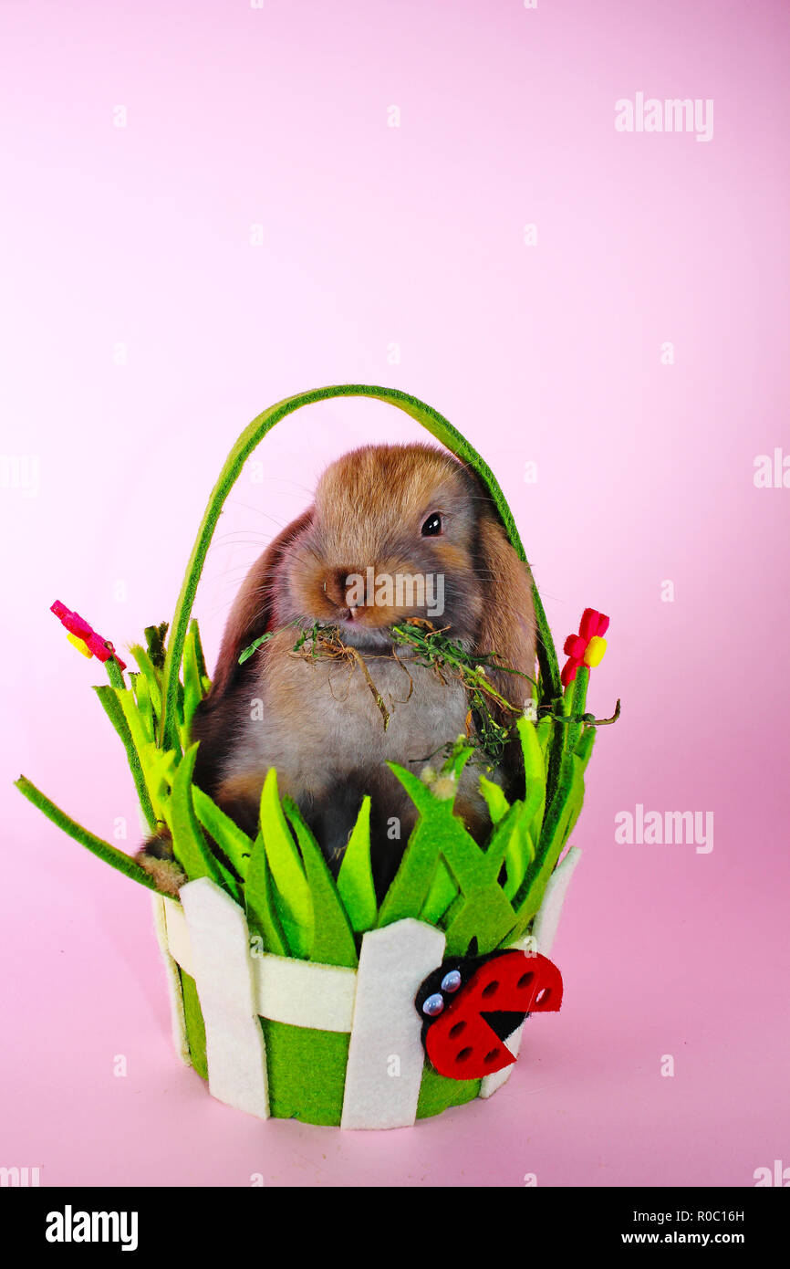 Cute little young bunny rabbit lop eared dwarf rabbits Stock Photo - Alamy