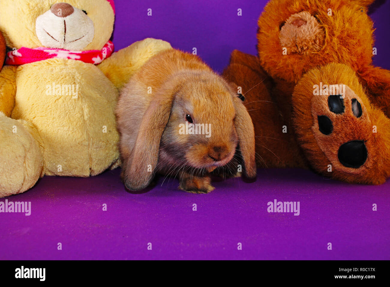 Cute little young bunny rabbit lop eared dwarf rabbits Stock Photo - Alamy