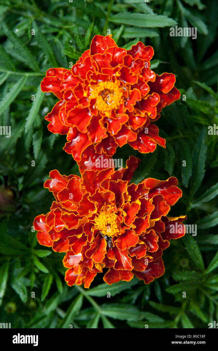 two marigold flowers, natural background Stock Photo - Alamy