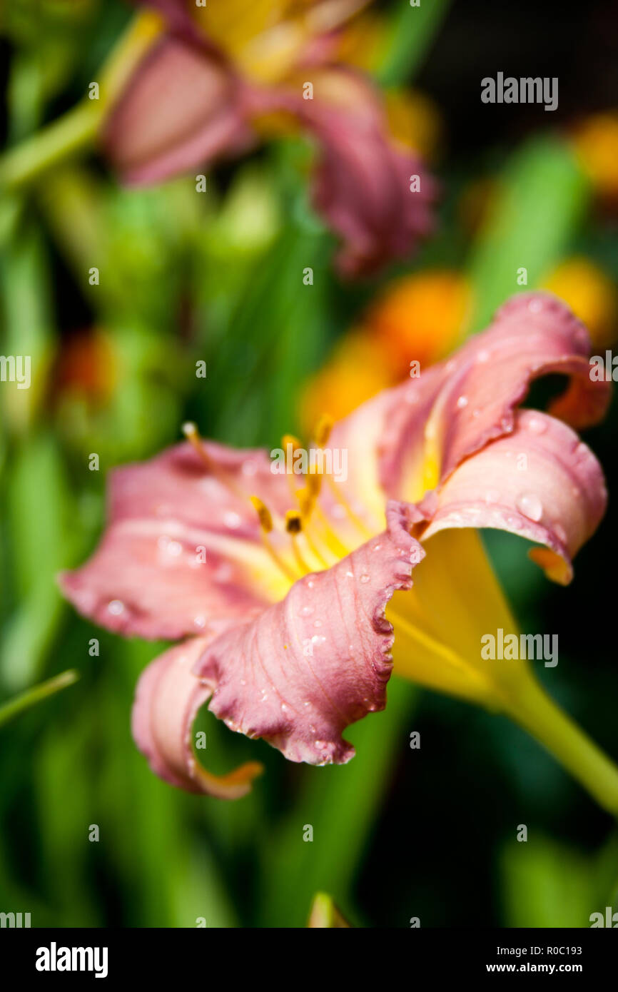 fresh lily flower in the garden Stock Photo - Alamy