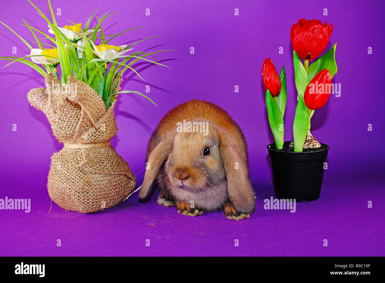 Cute little young bunny rabbit lop eared dwarf rabbits Stock Photo - Alamy