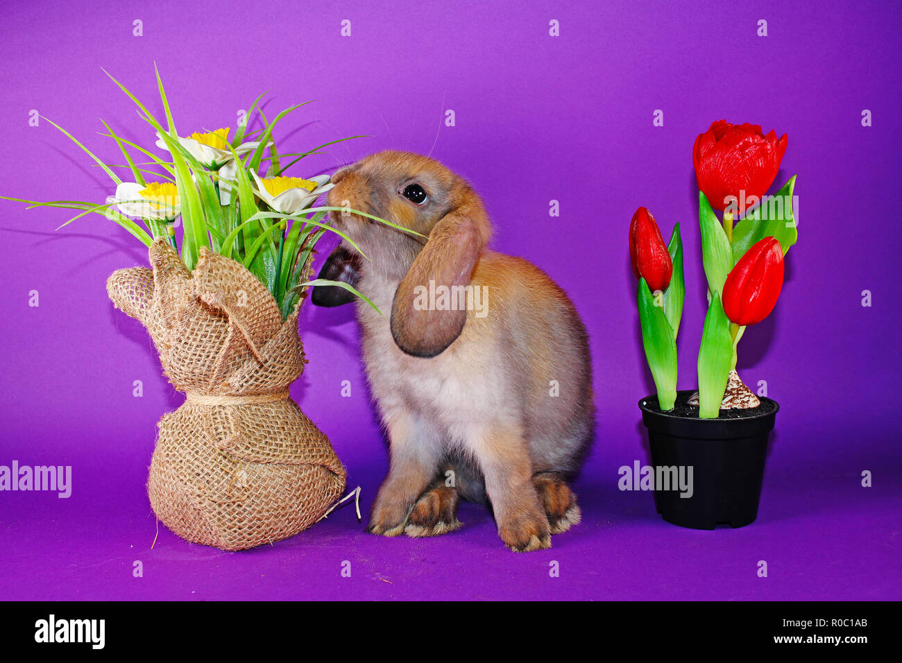 Cute little young bunny rabbit lop eared dwarf rabbits Stock Photo - Alamy