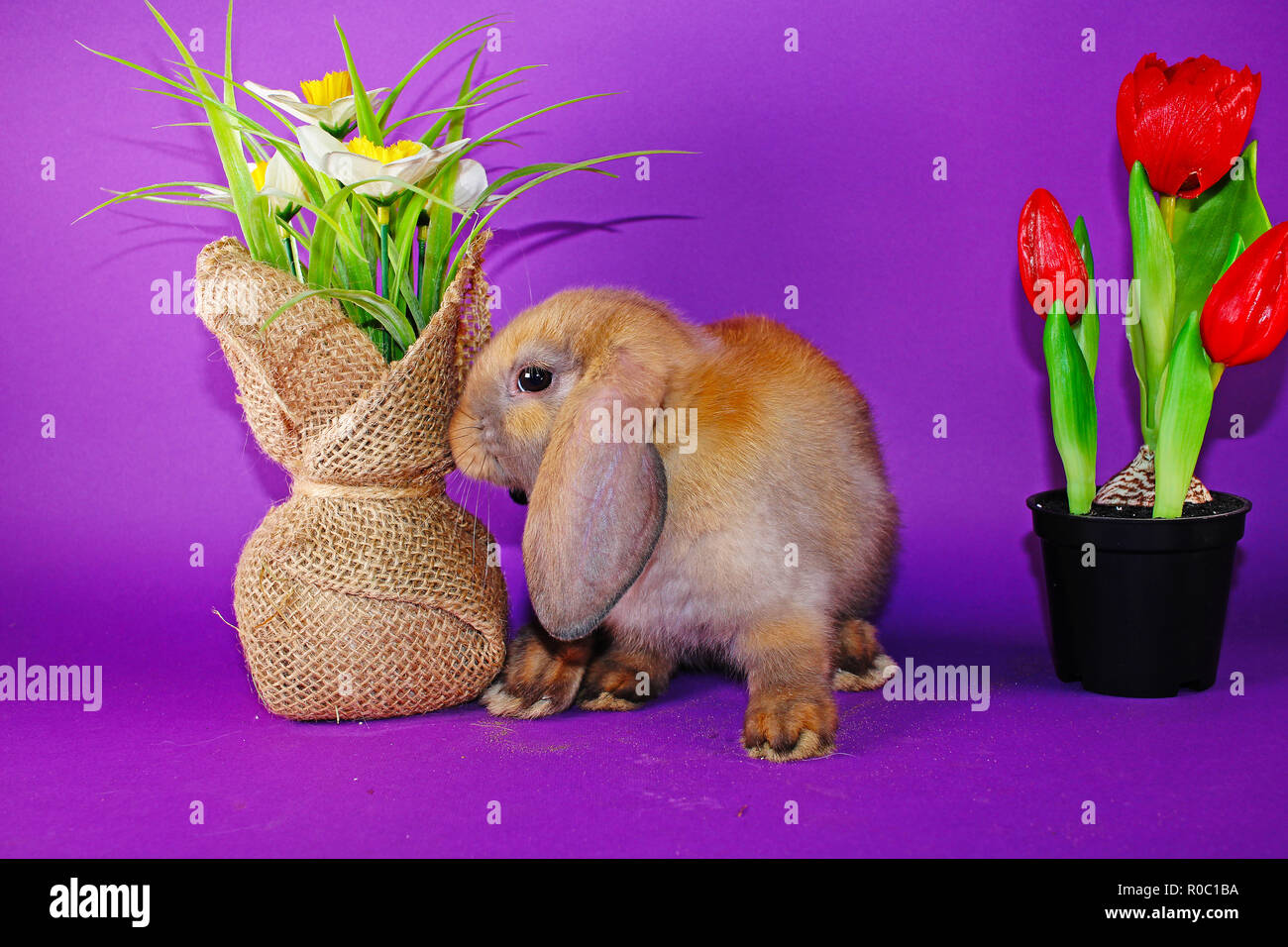 Cute little young bunny rabbit lop eared dwarf rabbits Stock Photo - Alamy