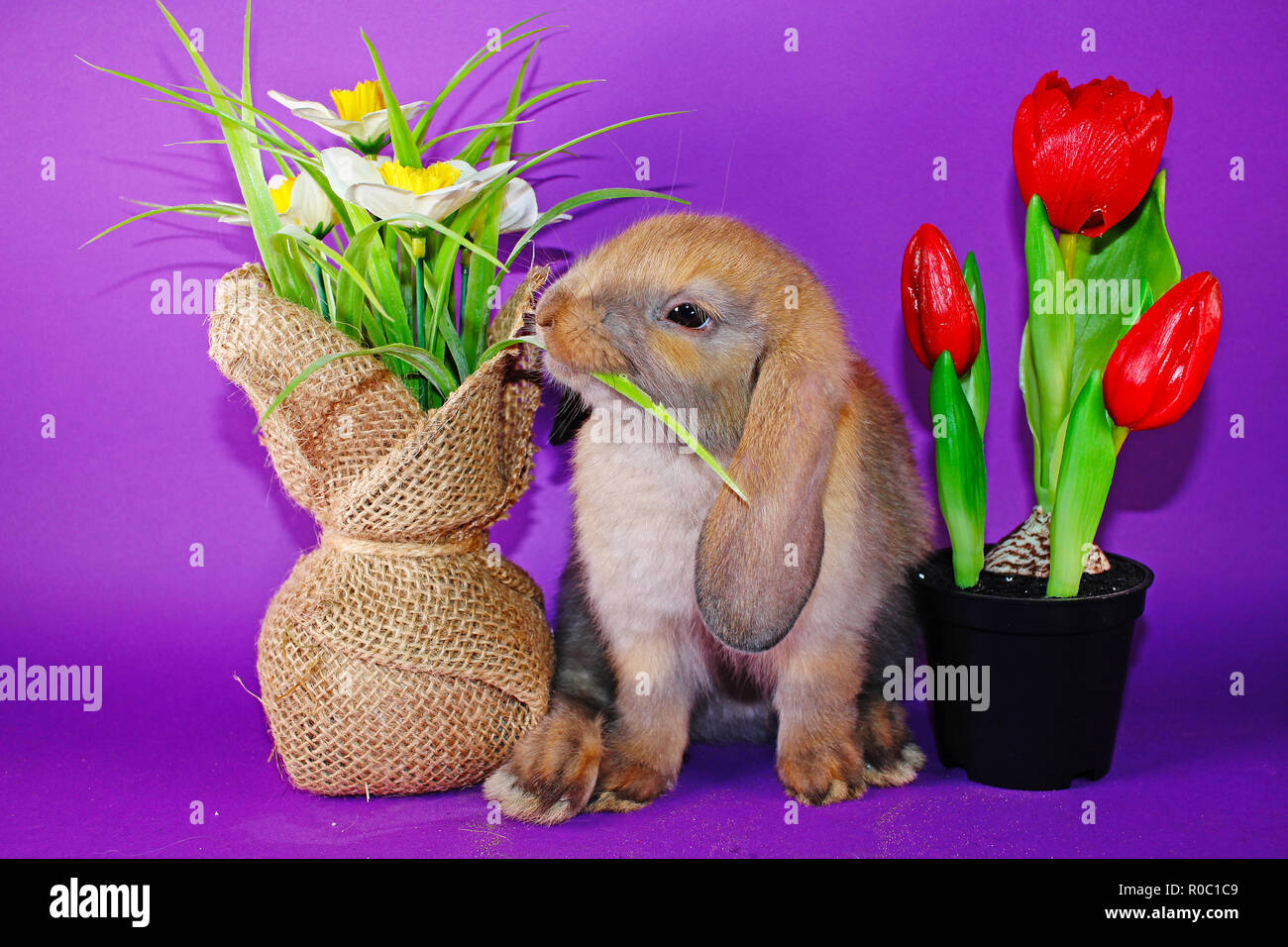 Cute little young bunny rabbit lop eared dwarf rabbits Stock Photo - Alamy