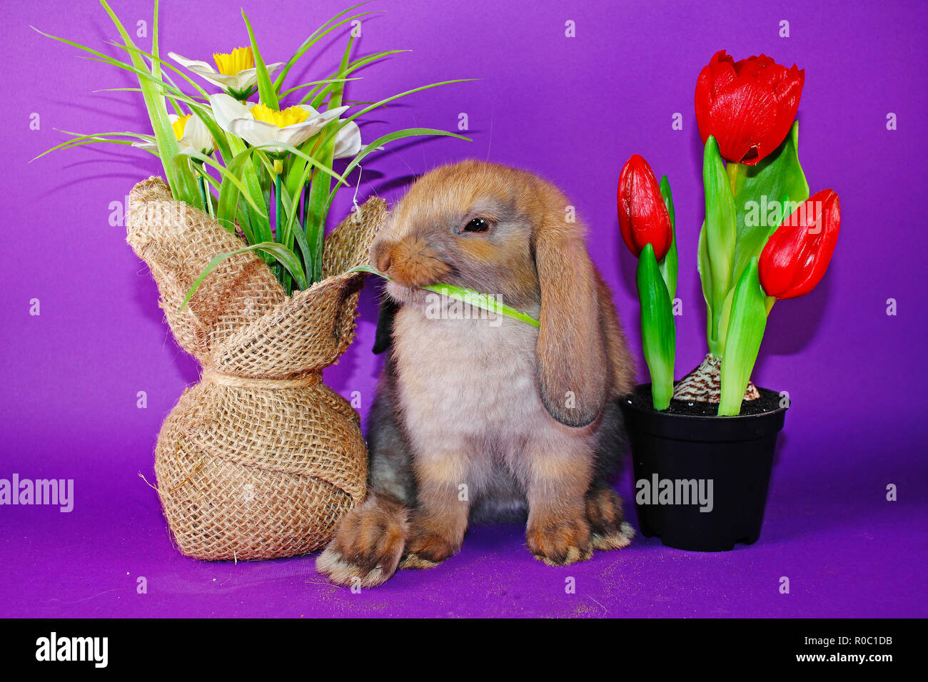 Cute little young bunny rabbit lop eared dwarf rabbits Stock Photo - Alamy