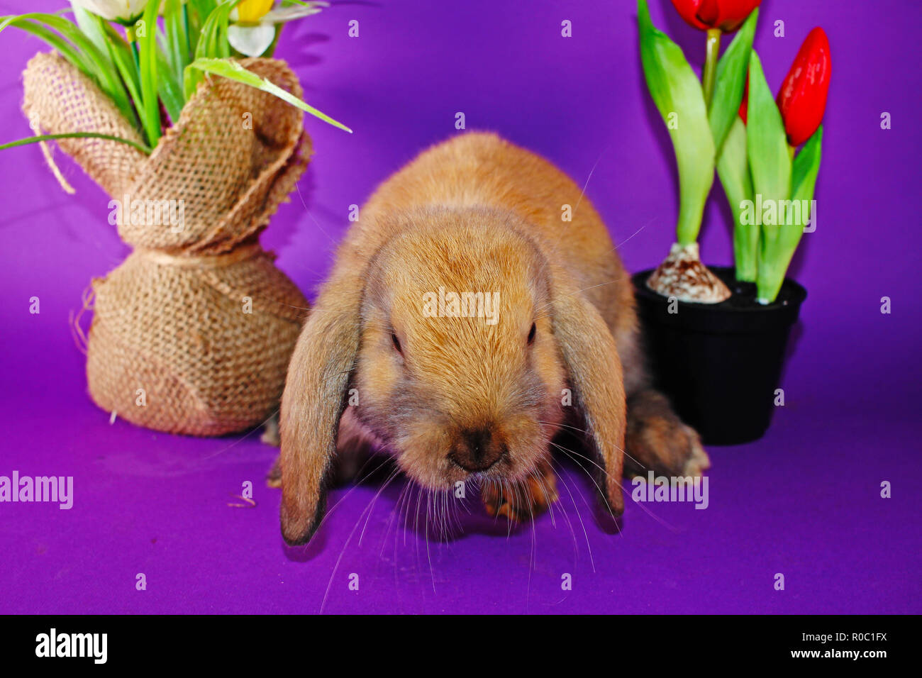 Holland lop studio hi-res stock photography and images - Alamy
