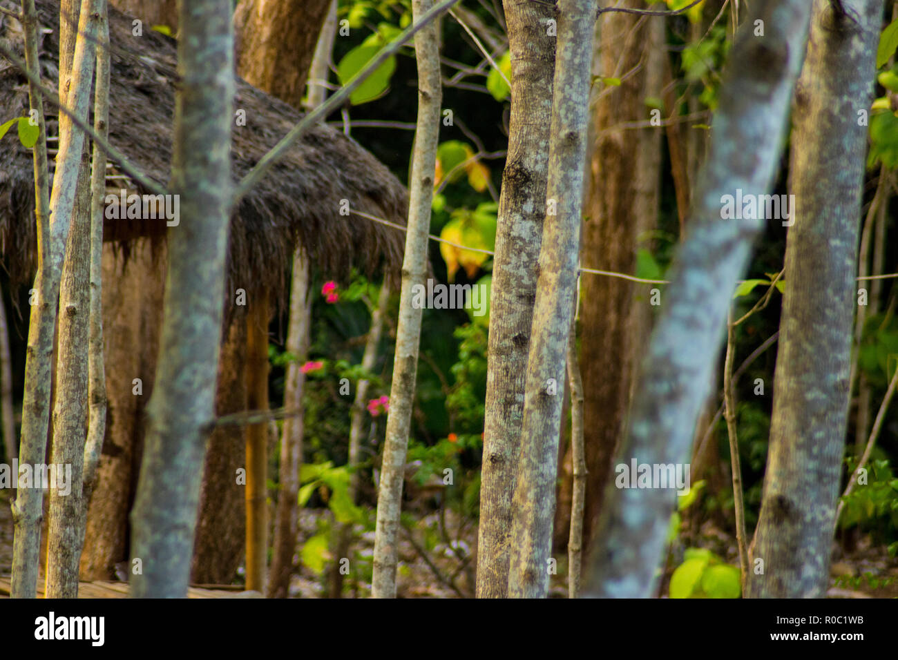 garden tree branch jungle plant photo Stock Photo - Alamy