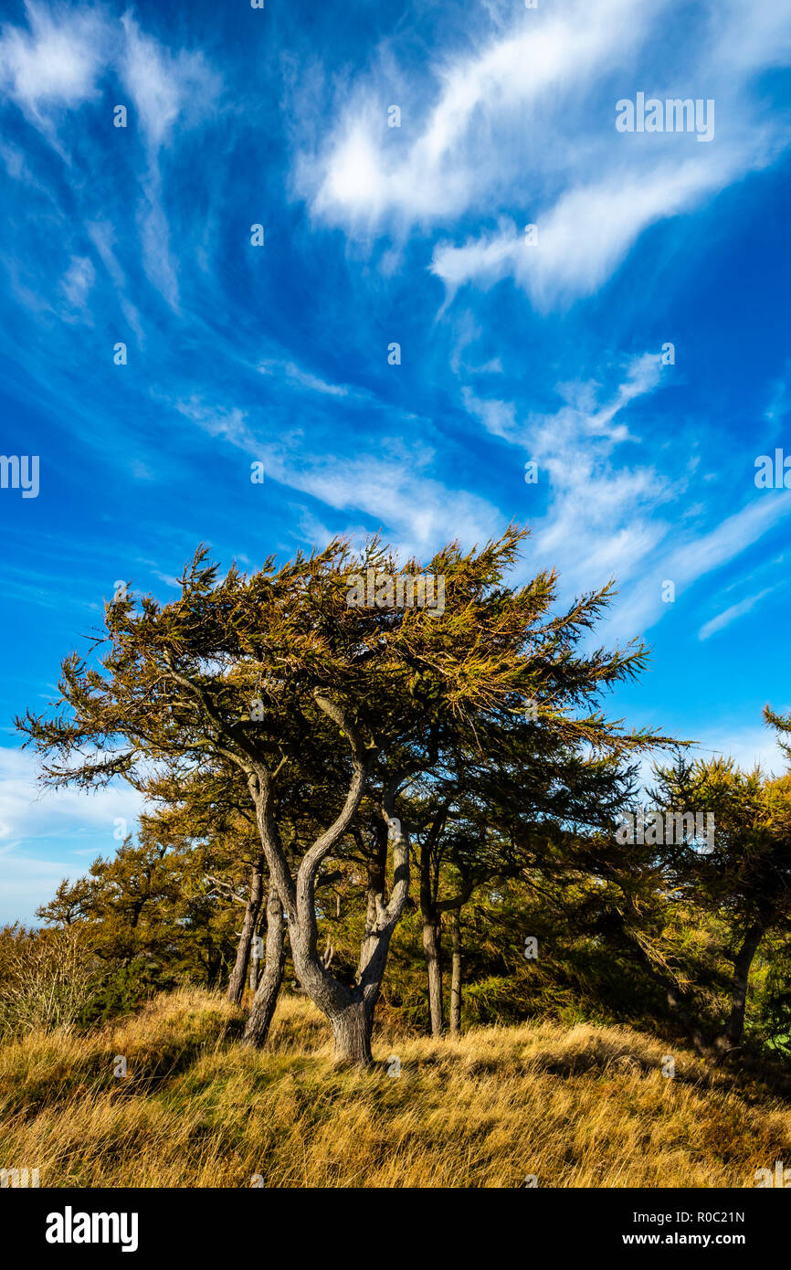 Larch trees, Cliff Ridge near Great Ayton, North Yorshire Moors ...