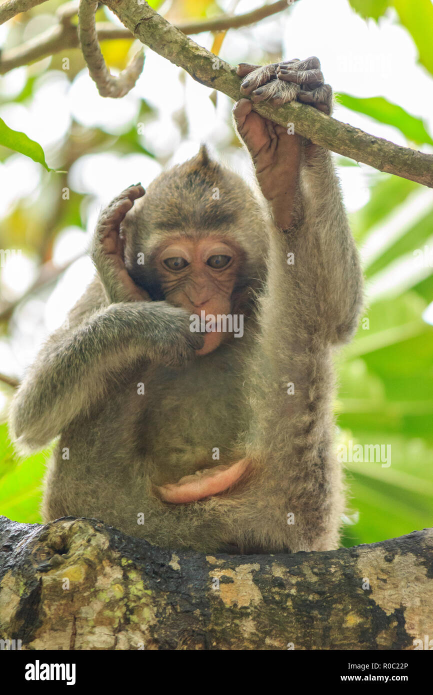 Little monkey with big monkey hi-res stock photography and images - Alamy