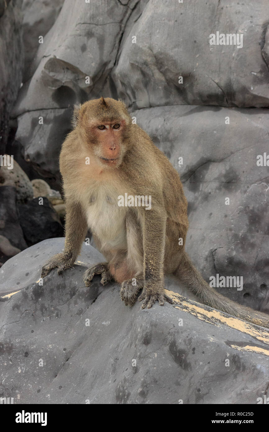 monkey on monkey beach at cat ba island, vietnam Stock Photo - Alamy