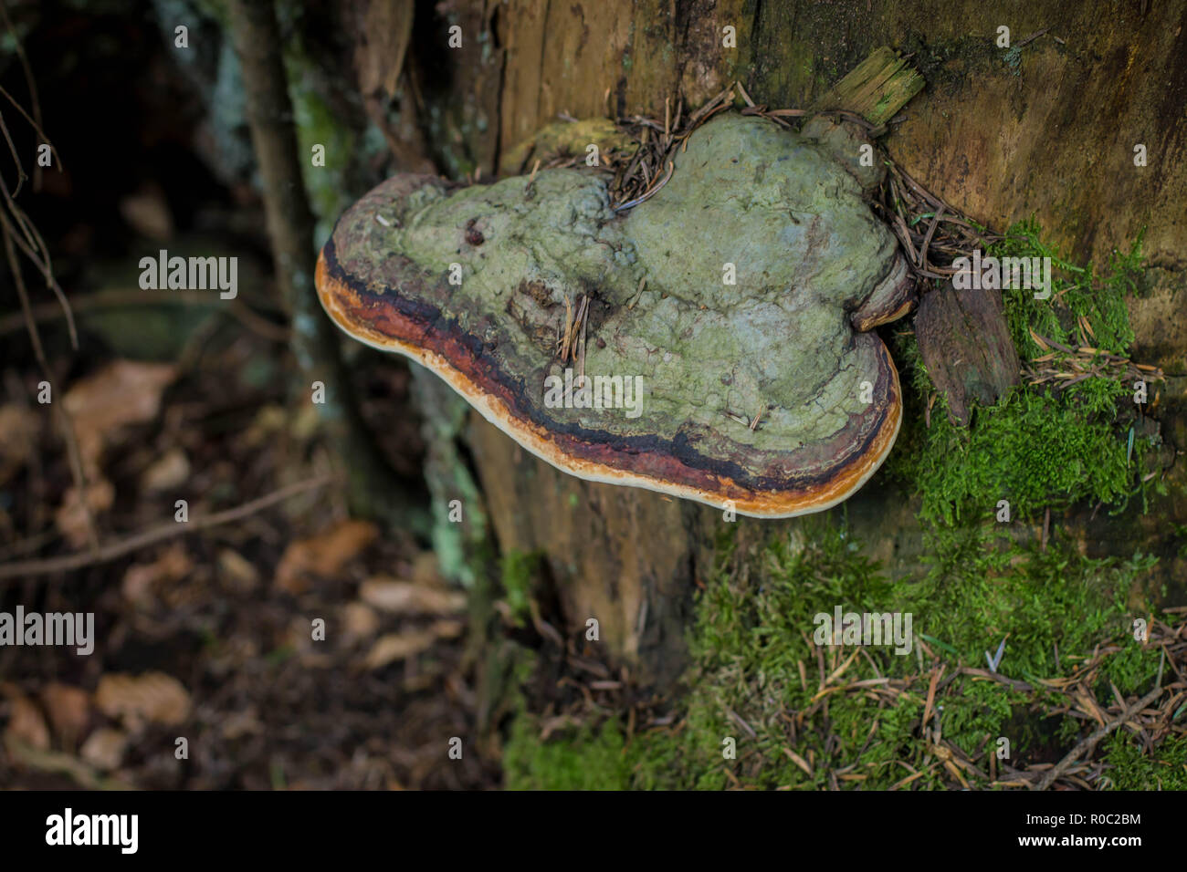 Single fungi called red belted conk / Fomitopsis pinicola Stock Photo ...