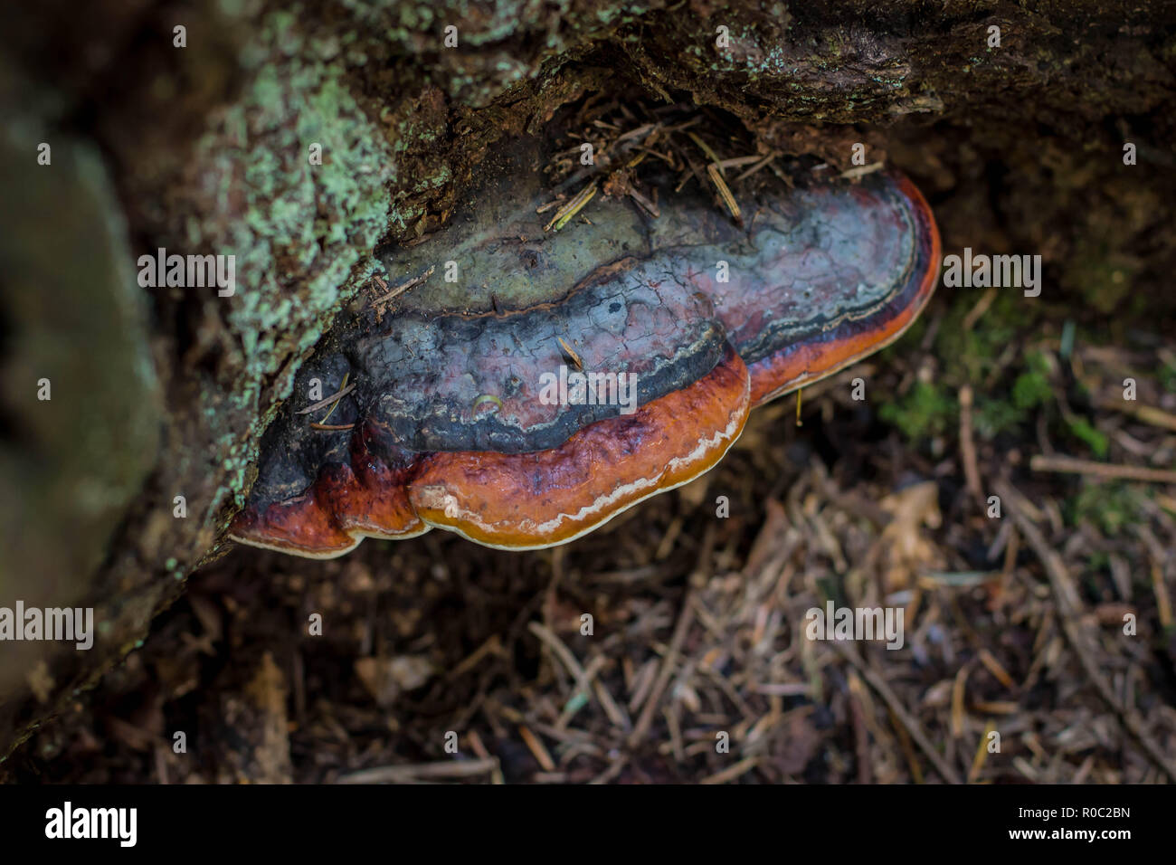 Single fungi called red belted conk / Fomitopsis pinicola Stock Photo ...