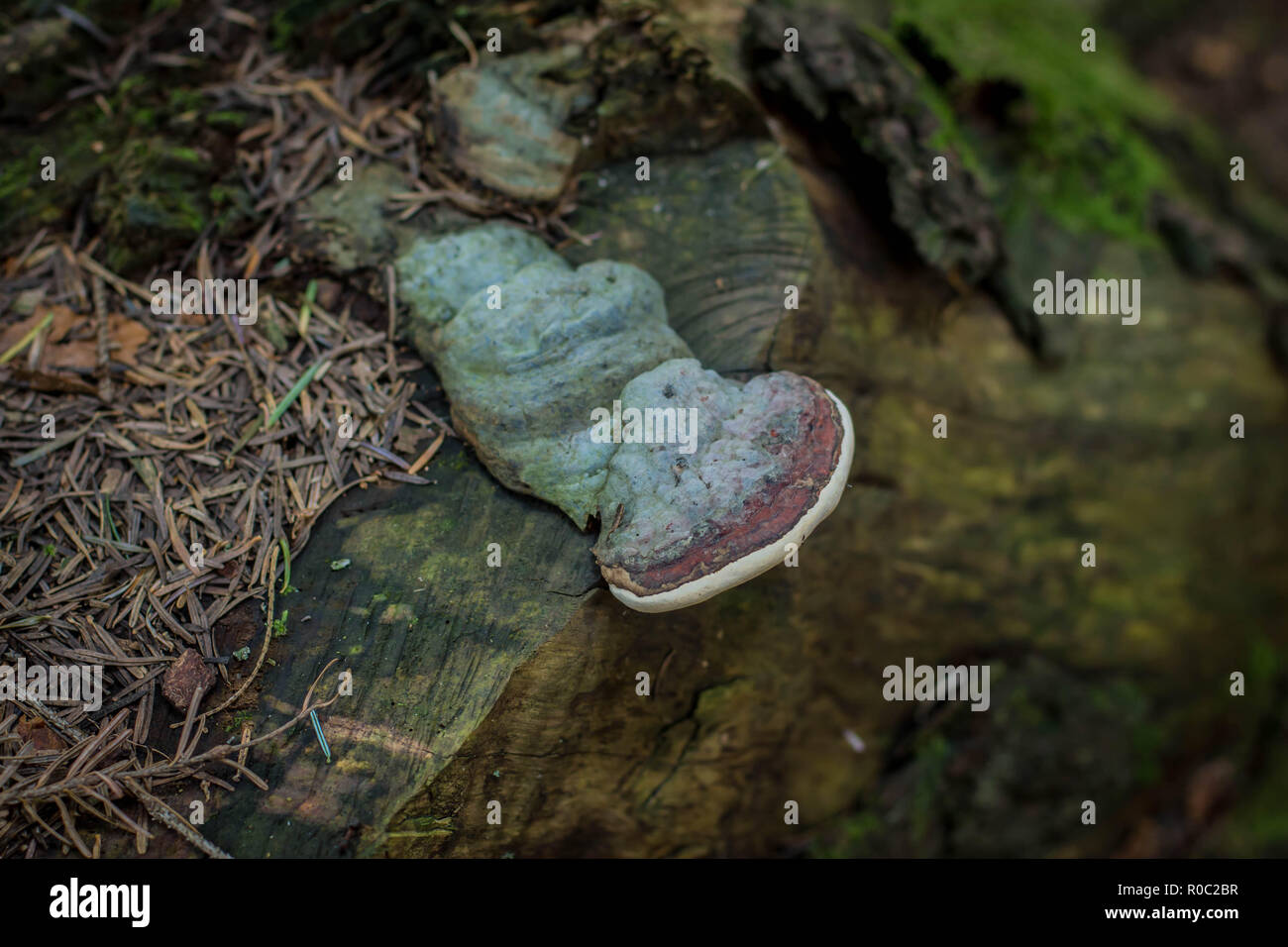 Single fungi called red belted conk / Fomitopsis pinicola Stock Photo ...