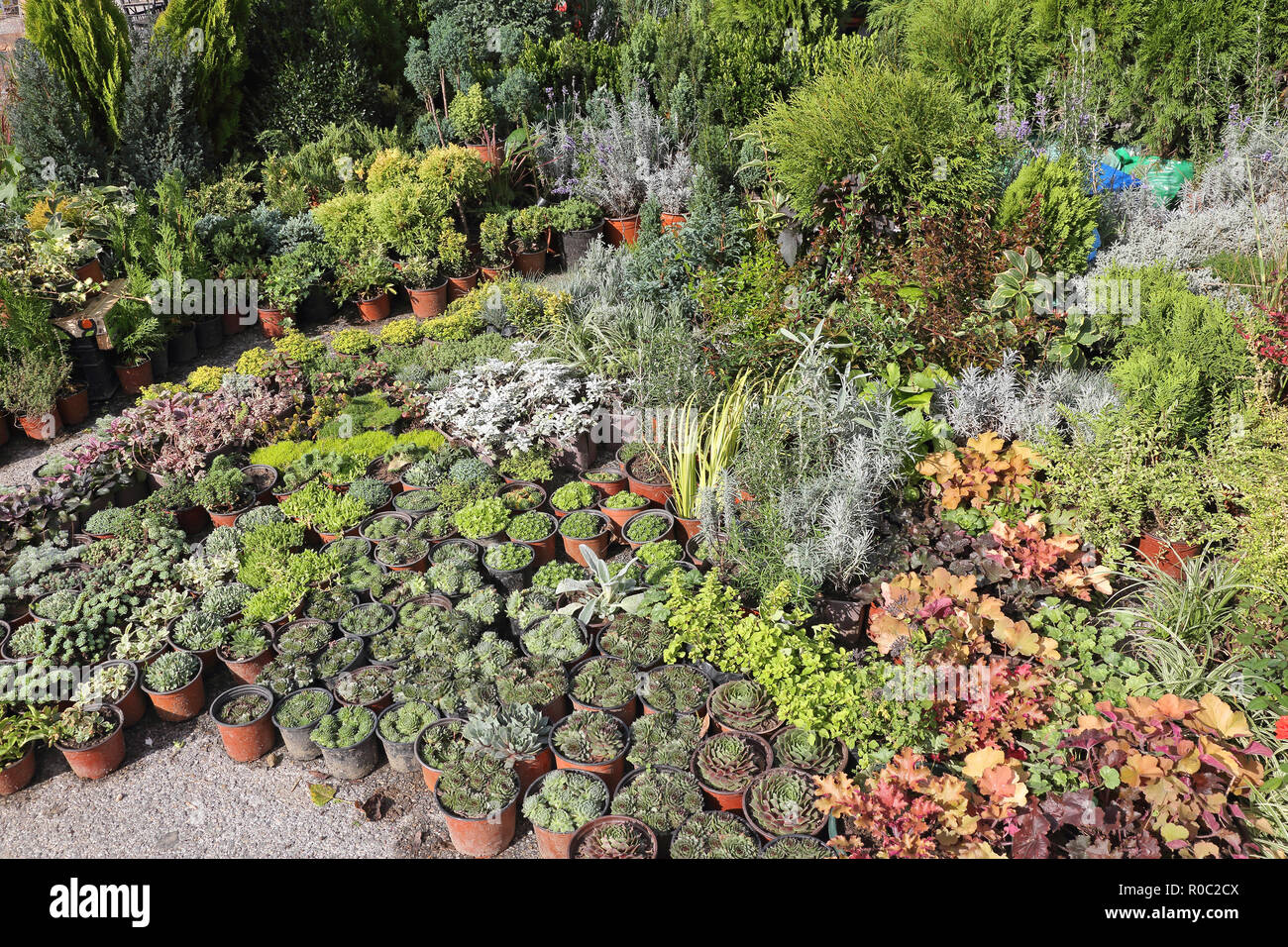 Various Decorative Plants and Flowers in Nursery Stock Photo - Alamy