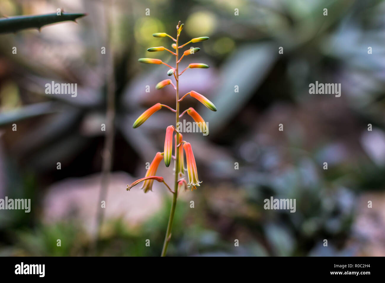 Orange flowers of Aloa aristata Stock Photo - Alamy