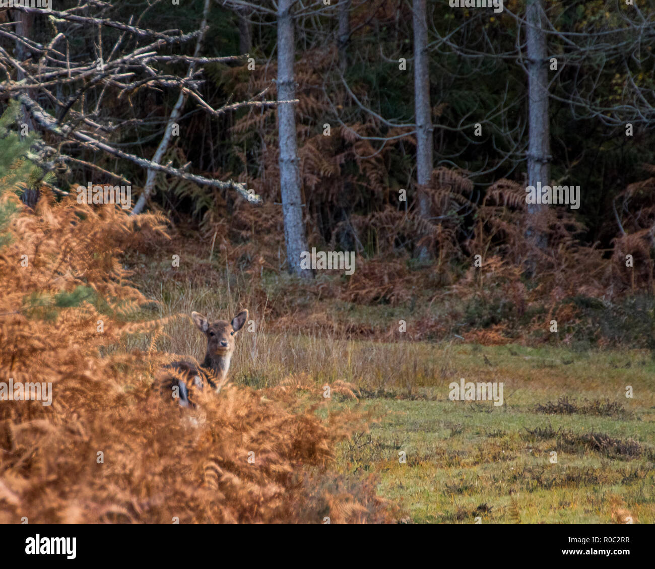 New forest deer hi-res stock photography and images - Alamy