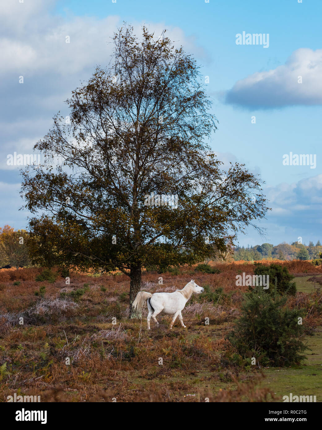 Pony under tree hi-res stock photography and images - Alamy