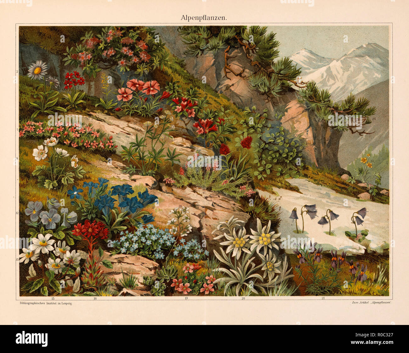 Alpenflanzen, Alpine Plants, Germany Stock Photo - Alamy