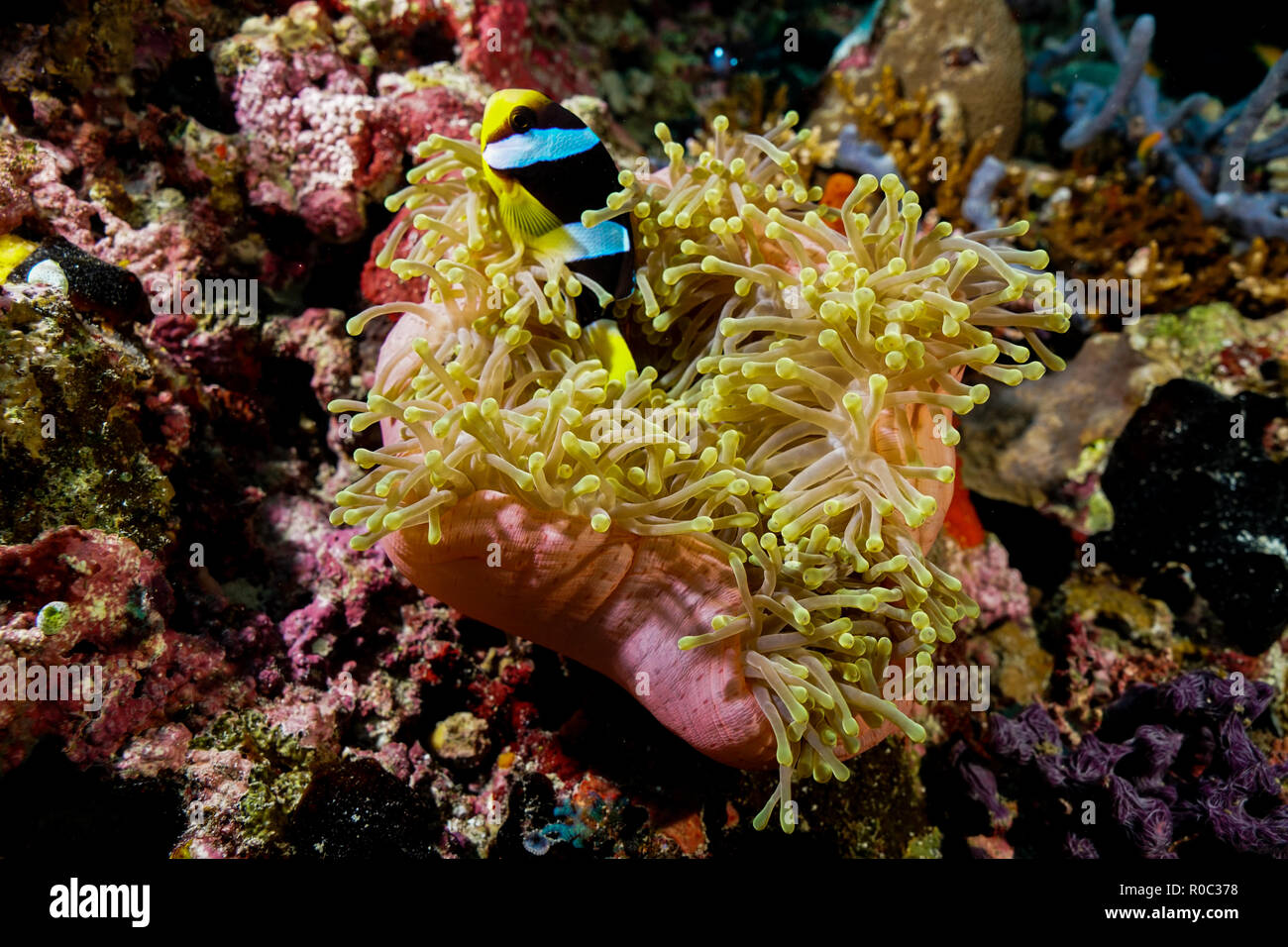 Heteractis crispa, crisp sea anemone Maldives Stock Photo - Alamy