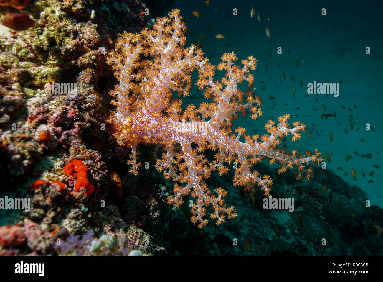 Dendronephthya underwater marine life of the maldives hi-res stock ...