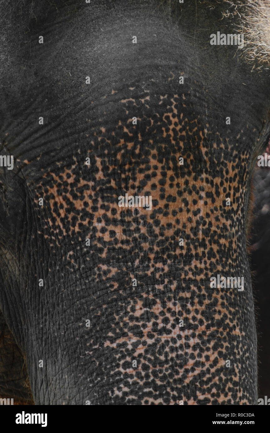 Background surface of Sumatra elephant forehead and beginning of the ...