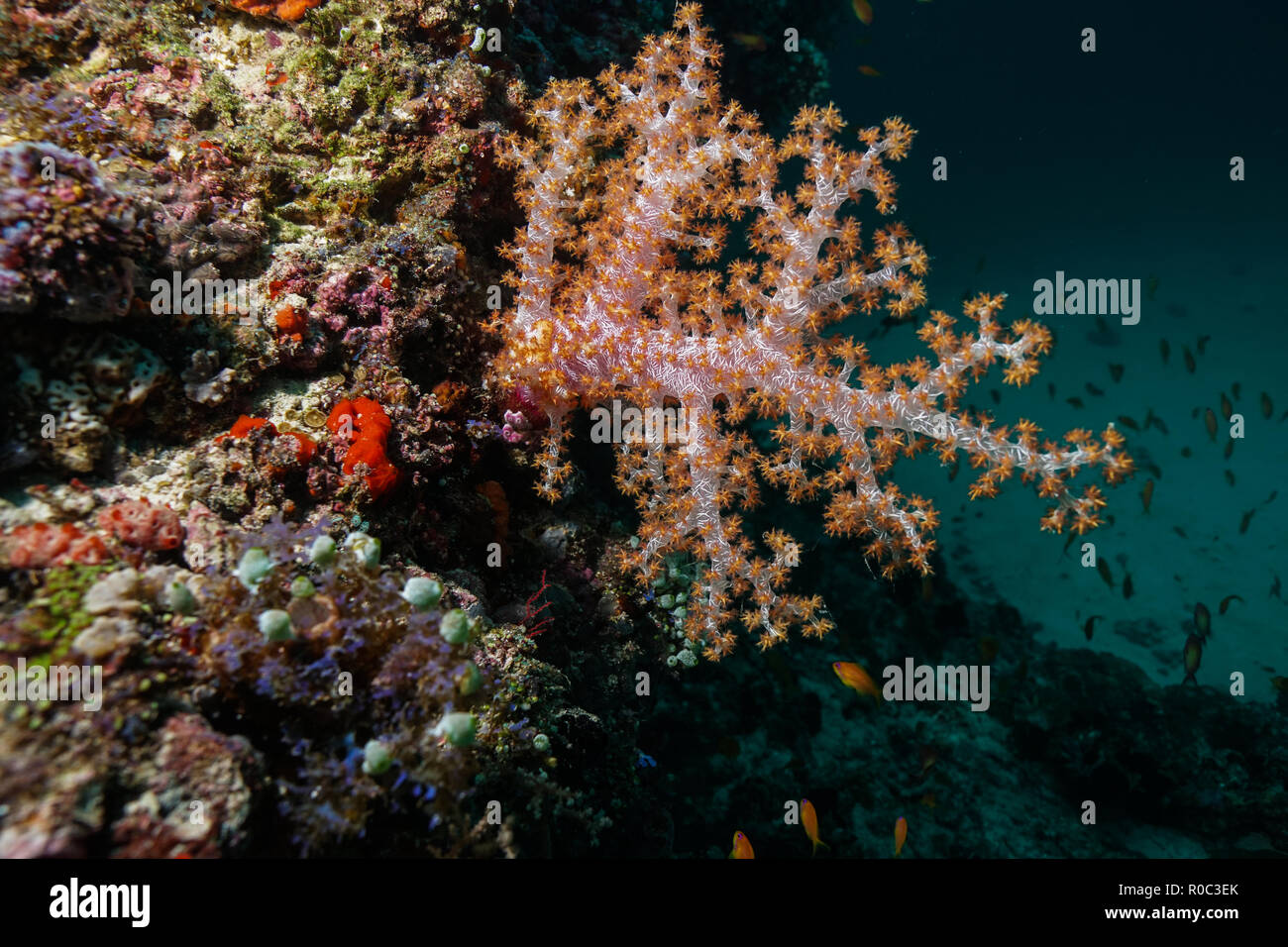 Dendronephthya underwater marine life of the maldives hi-res stock ...