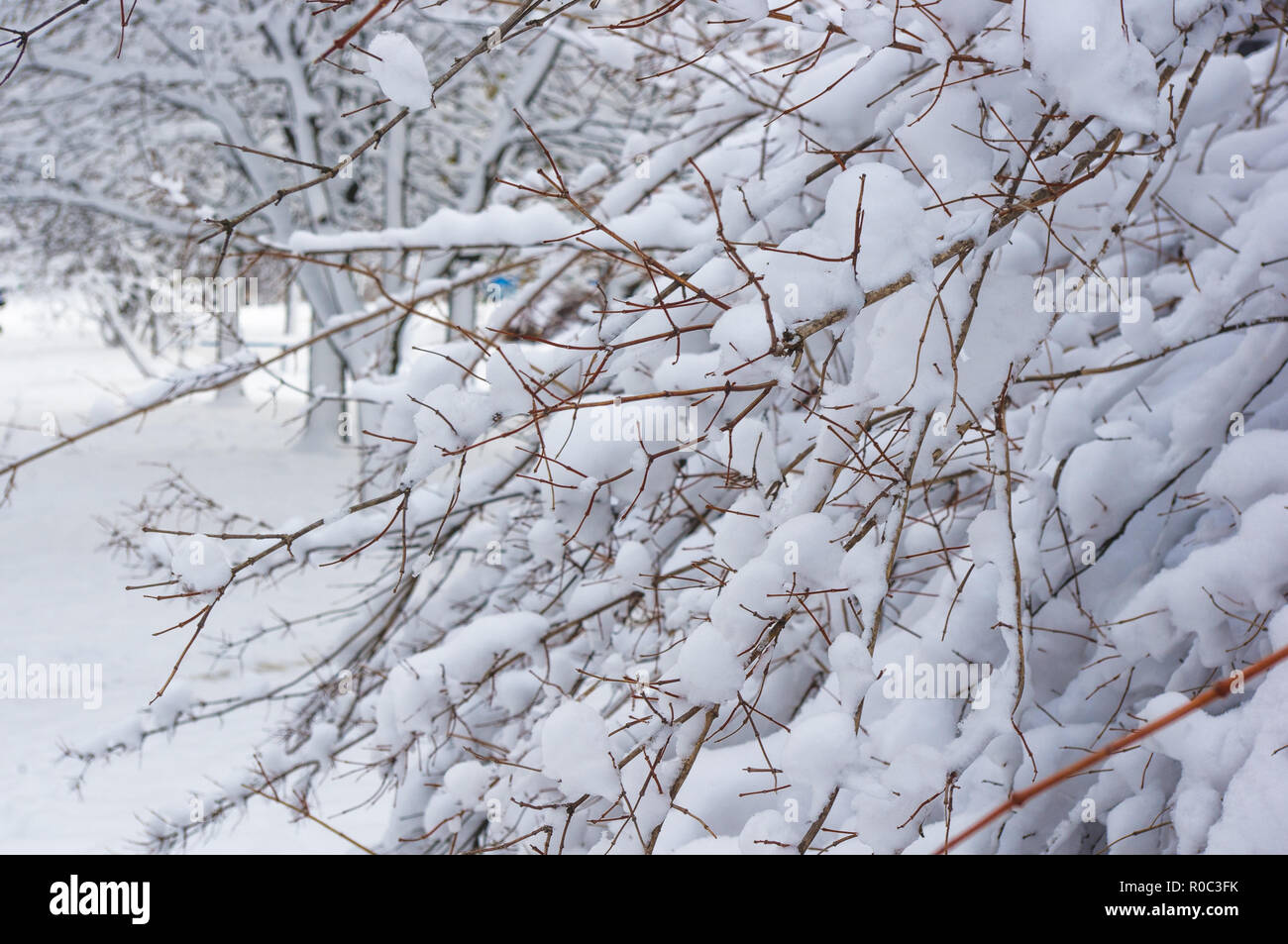 snow-covered branches and trees in the city park, winter landscape ...