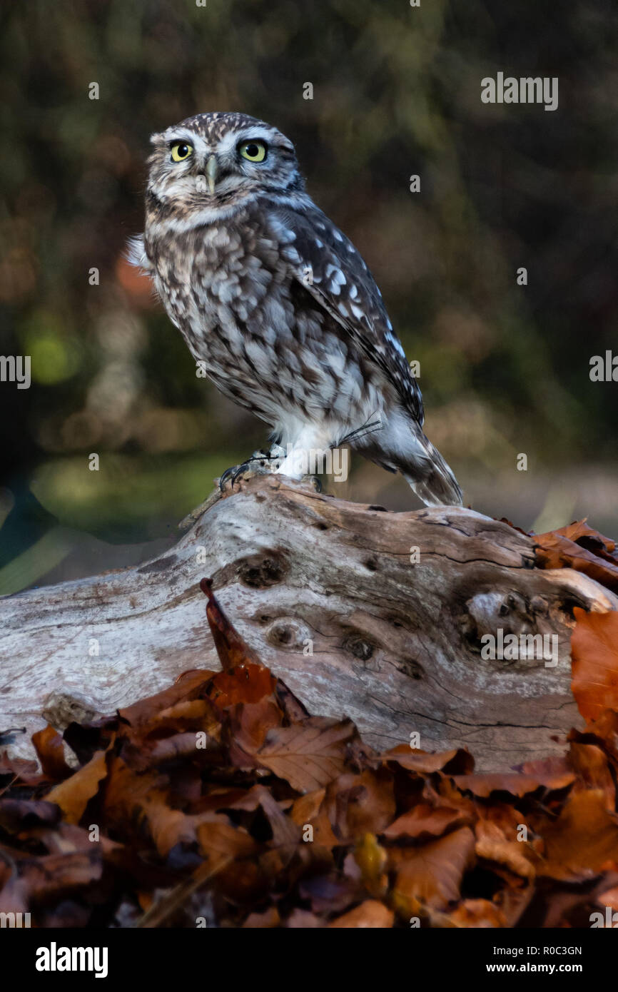 Little owl in natural habitat hi-res stock photography and images - Alamy