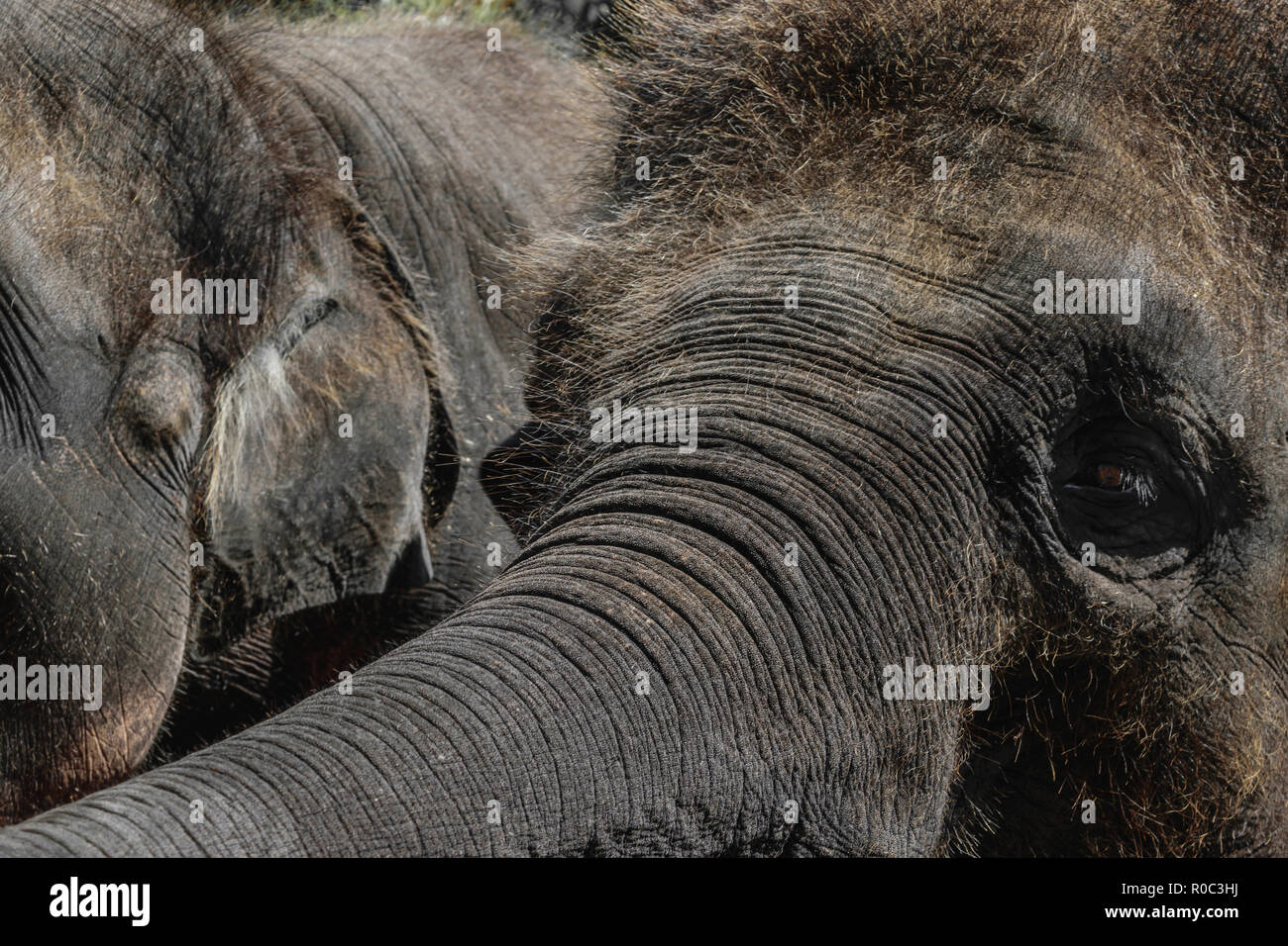 Two young and hairy Sumatra elephants trying to reach something with ...