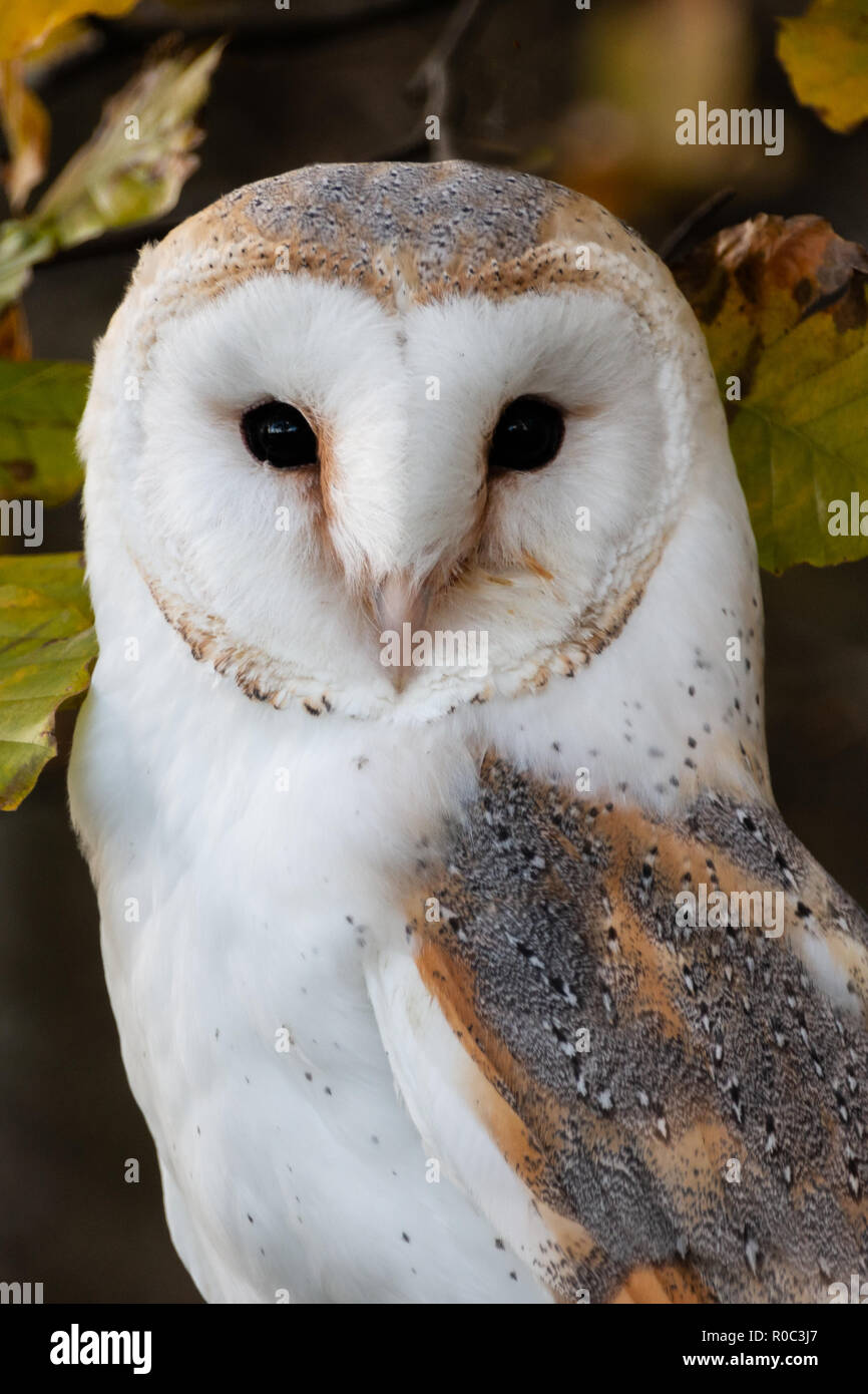 Barn Owl Tyto Alba Stock Photo - Alamy