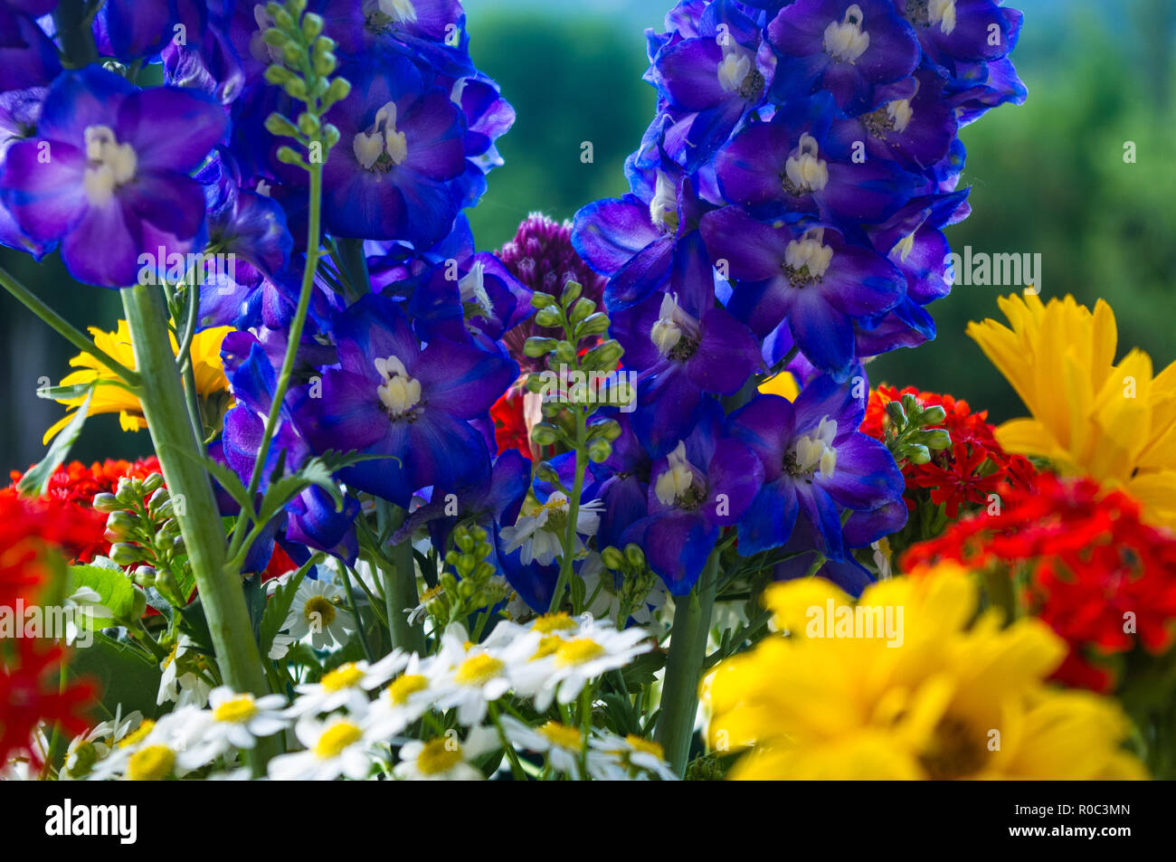 a colorful bouquet of bright spring flowers of various types, close-up ...