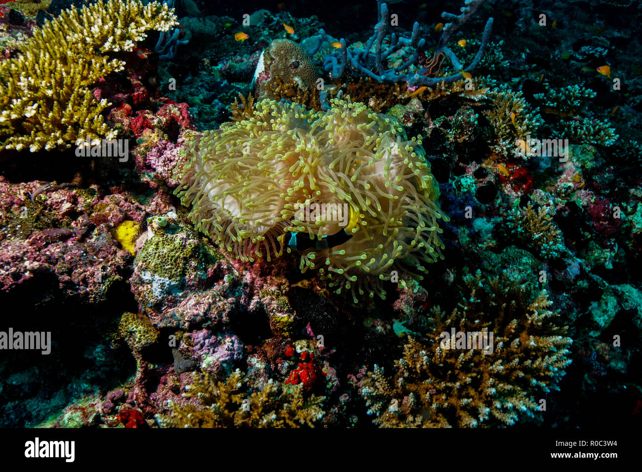 Heteractis crispa, crisp sea anemone Maldives Stock Photo - Alamy