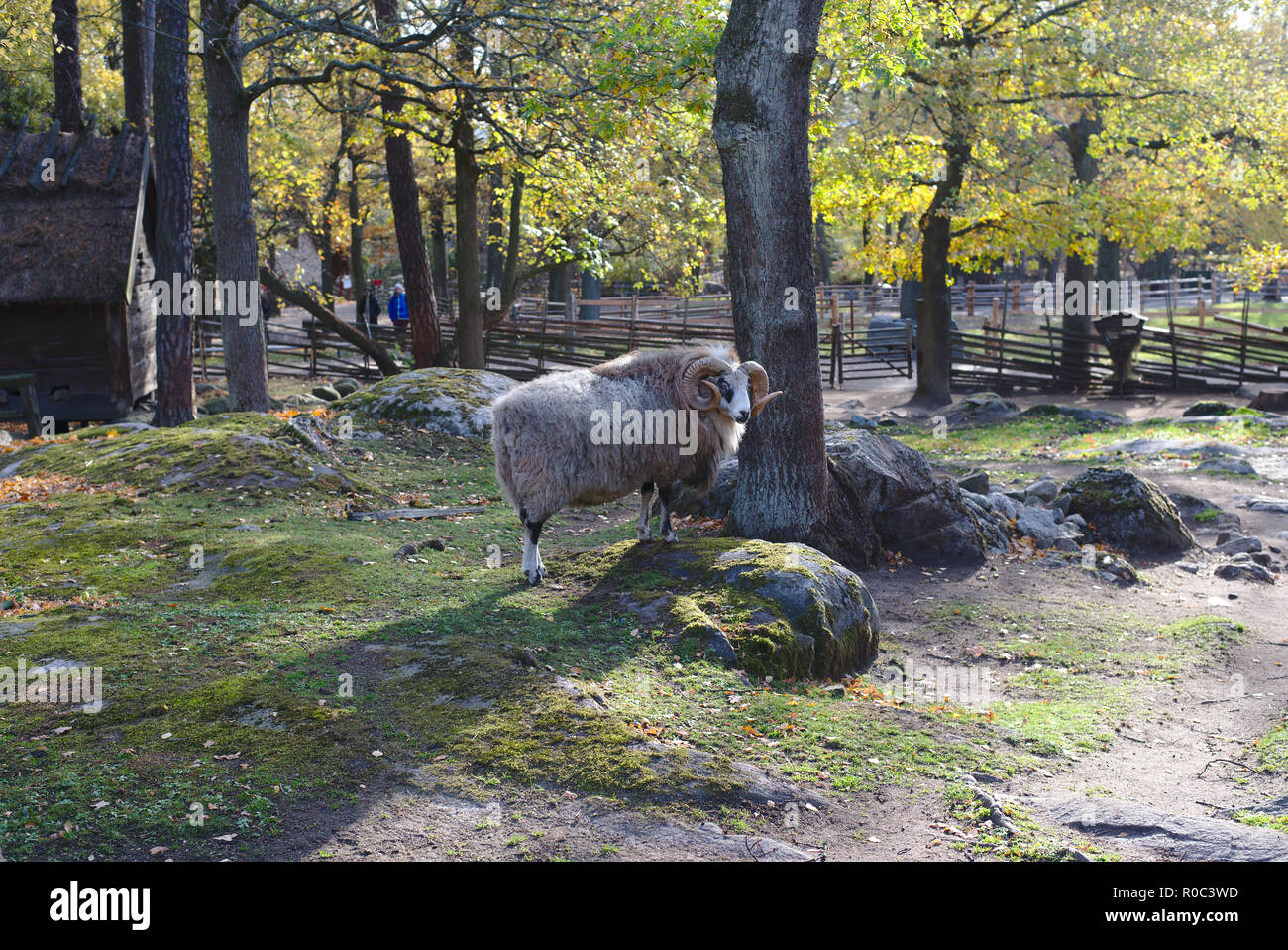 Goat in the Swedish town Stock Photo - Alamy