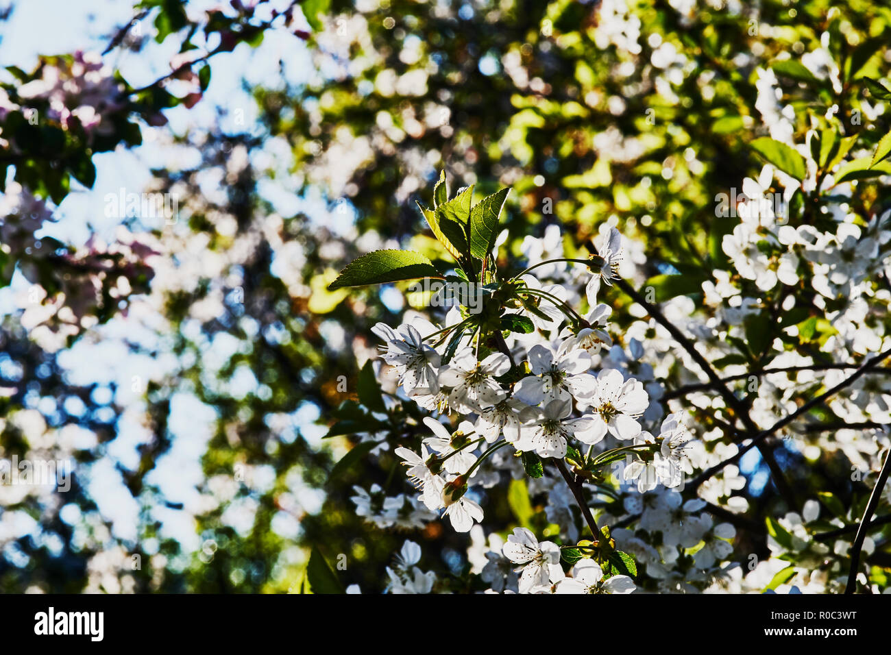 Tree with white flowers against the sky in the spring in Poland Stock ...