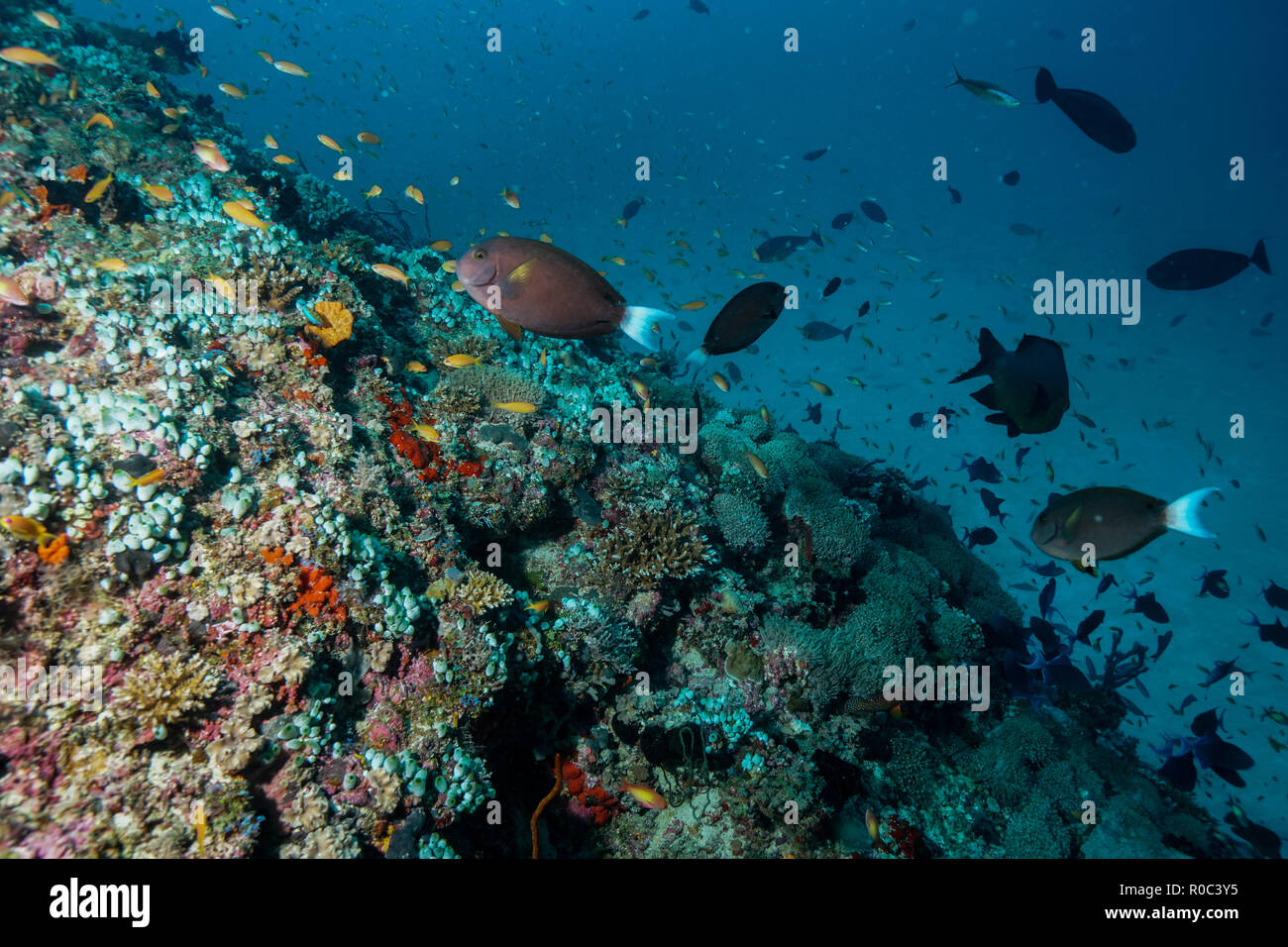 Tropical fish at the Maldives Stock Photo - Alamy