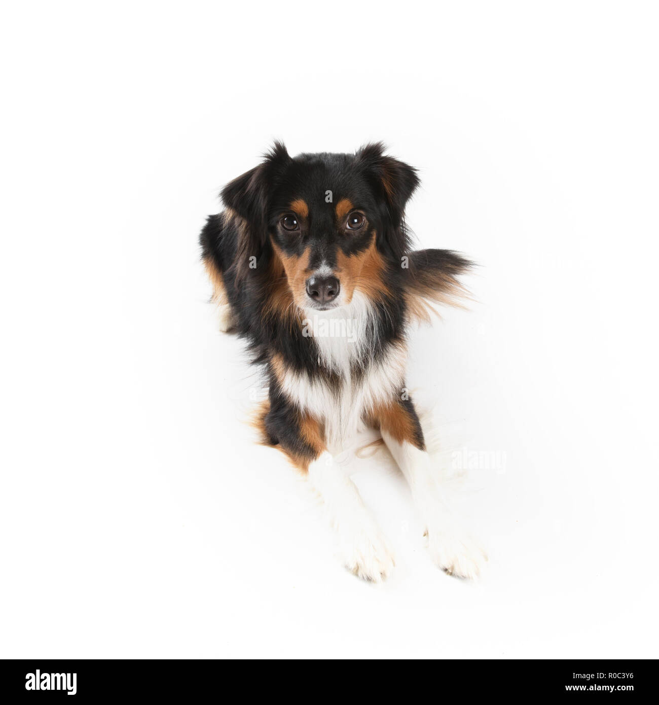 Black tri aussie Cut Out Stock Images & Pictures - Alamy