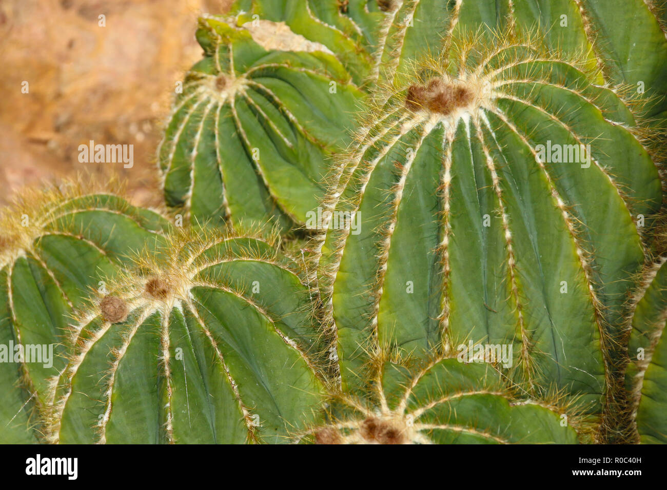Close up of a cactus plant Stock Photo - Alamy