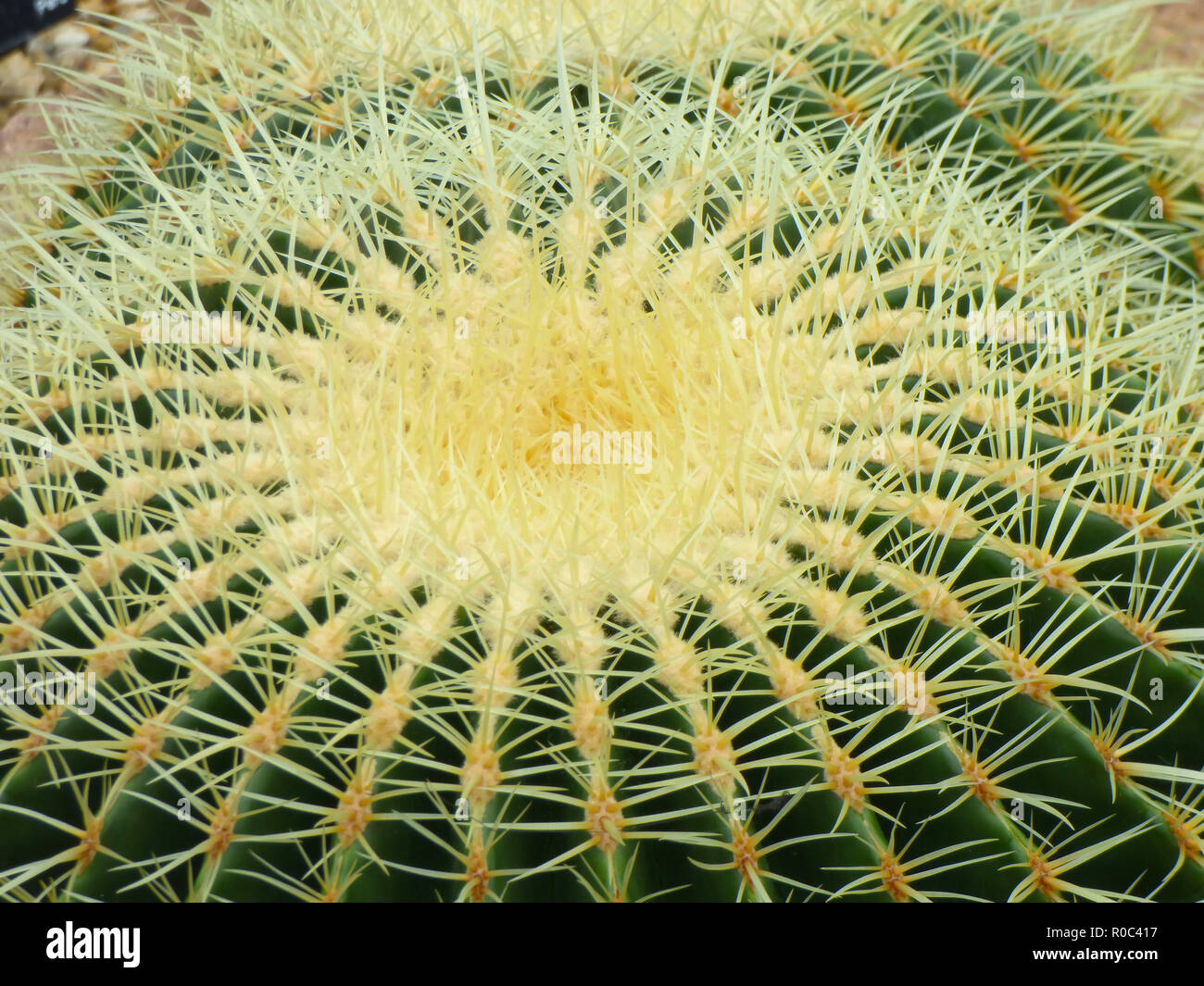 Close up of a cactus plant Stock Photo - Alamy