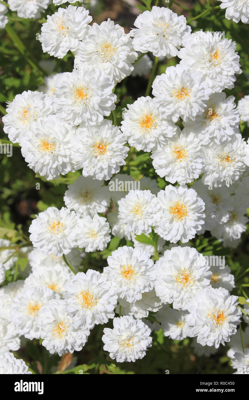 Double feverfew hi-res stock photography and images - Alamy