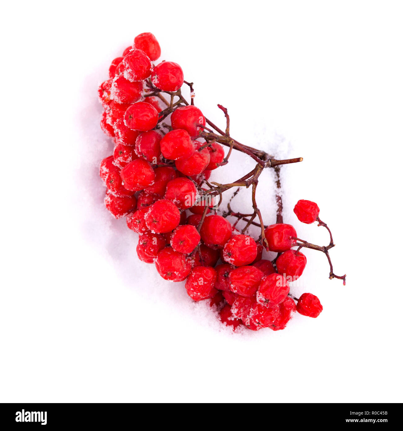 Bunches red ashberry covered Cut Out Stock Images & Pictures - Alamy