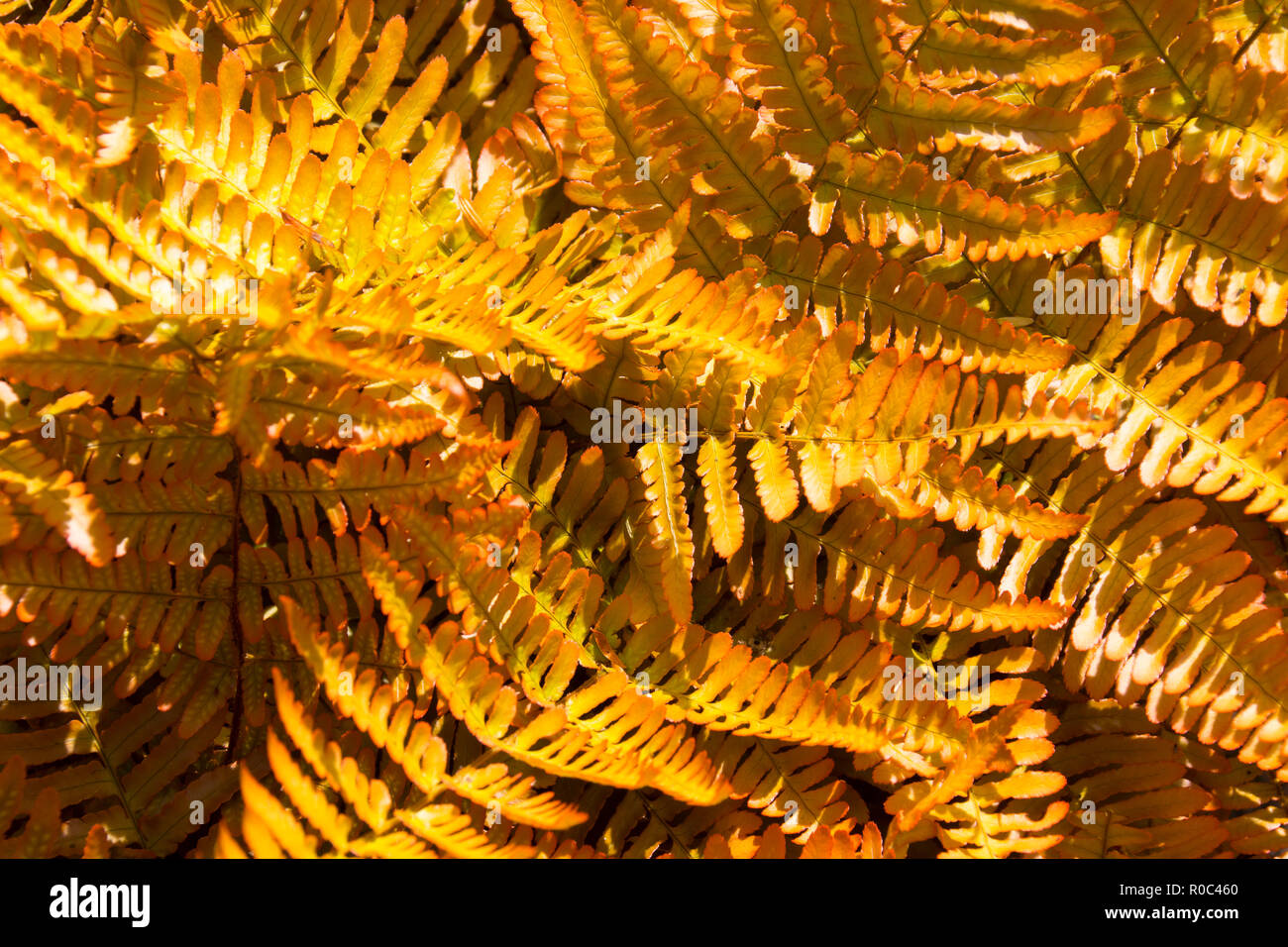 Close up view of a fern leaf UK Stock Photo - Alamy