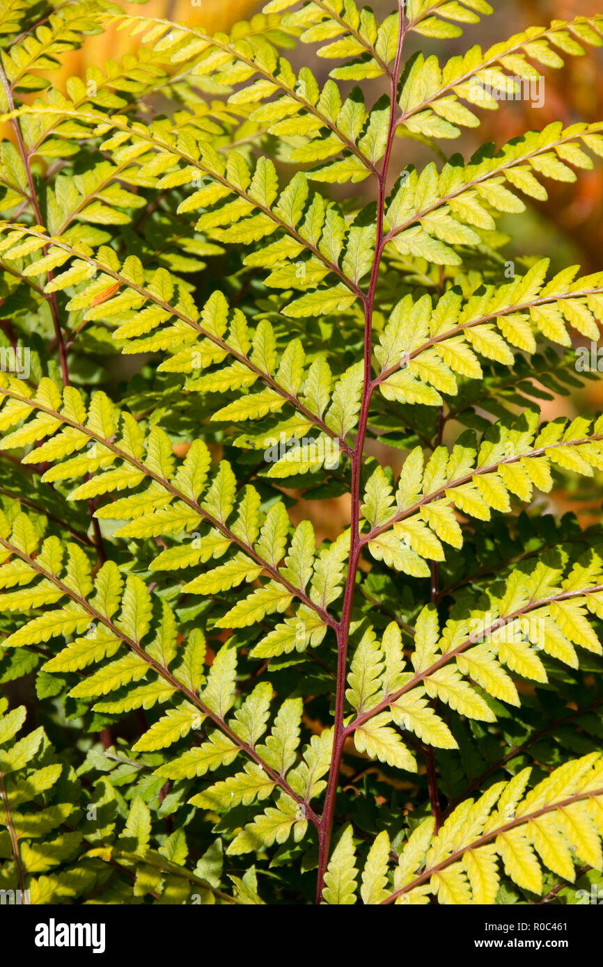 British native fern hi-res stock photography and images - Alamy