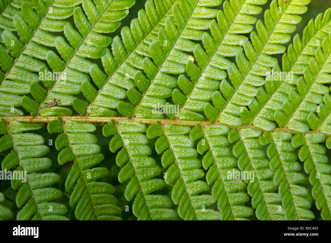Close up view of a fern leaf UK Stock Photo - Alamy