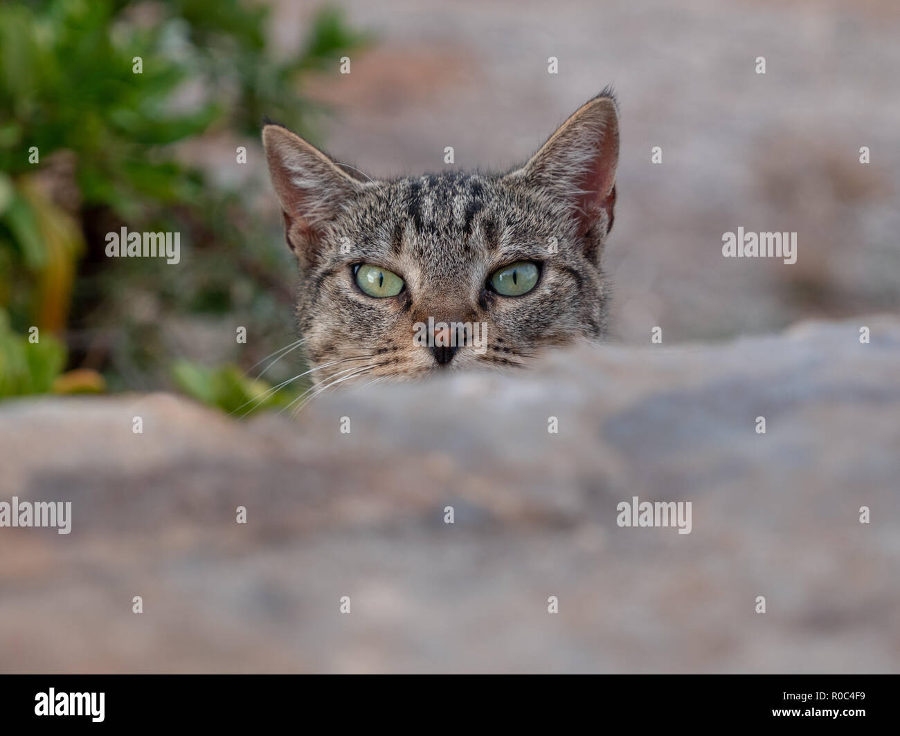 Peering over wall hi-res stock photography and images - Alamy