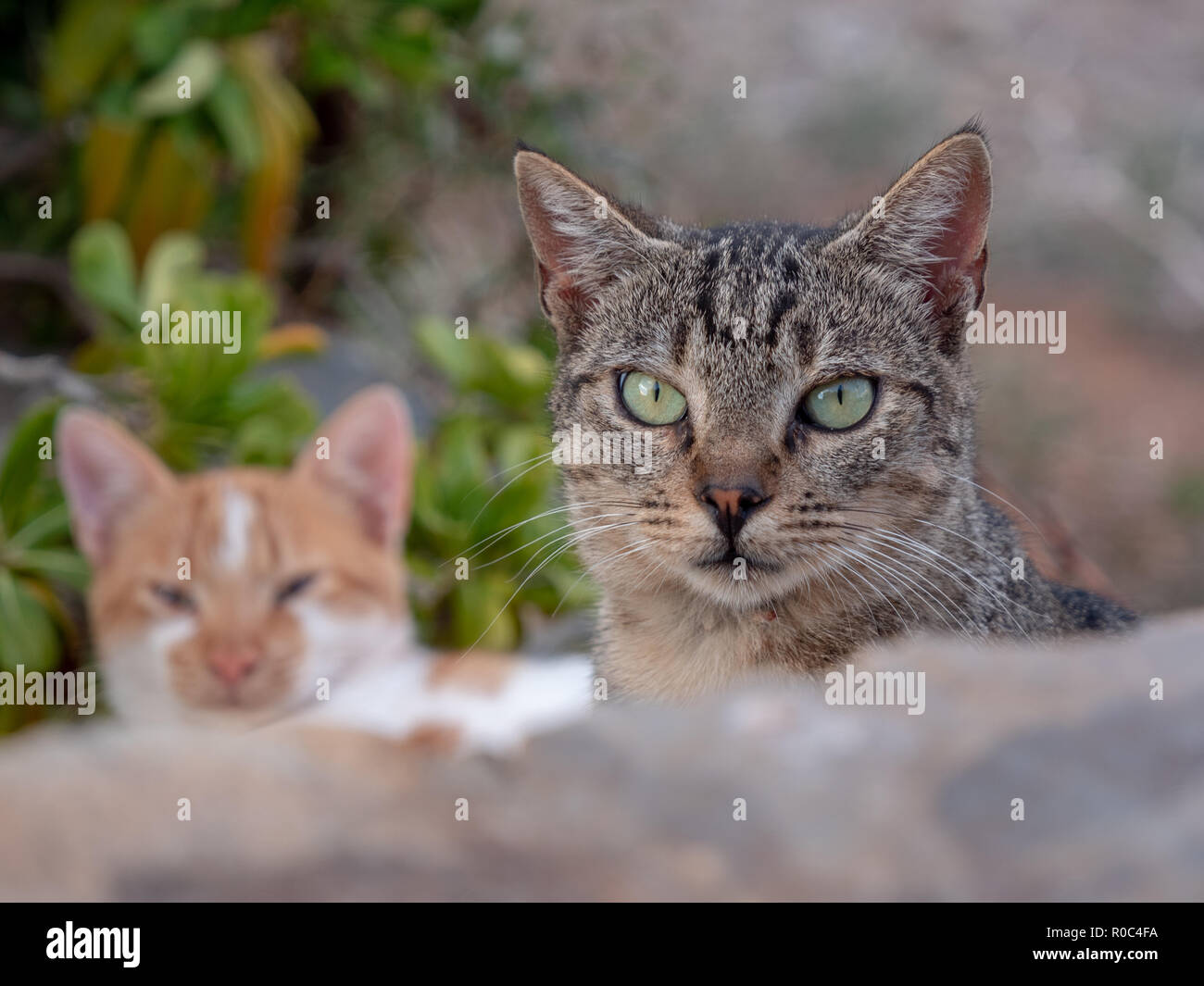 Cat peering at camera over a wall Stock Photo - Alamy