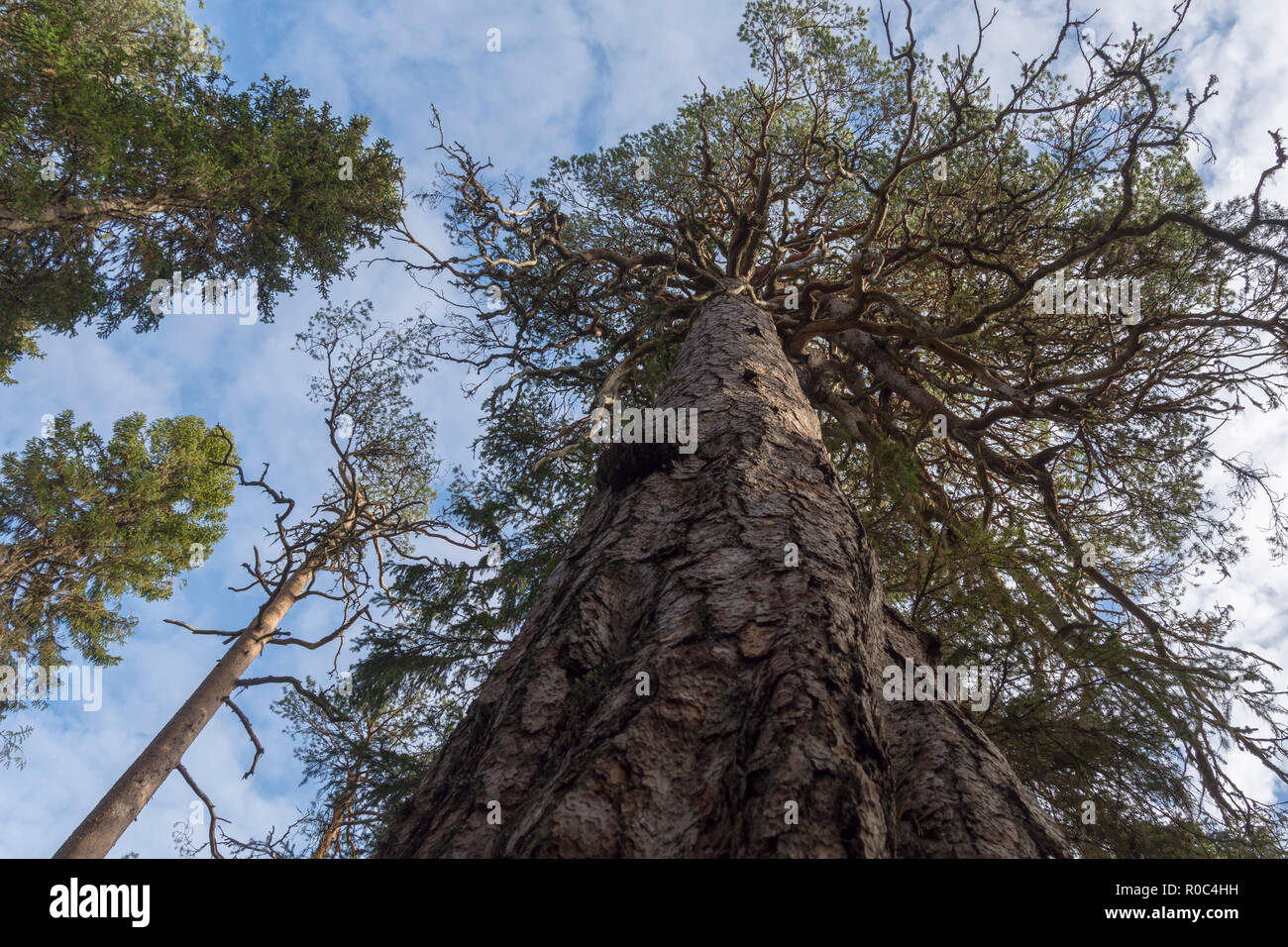 Close up of a big old pine tree in a conservation area from bottom to ...