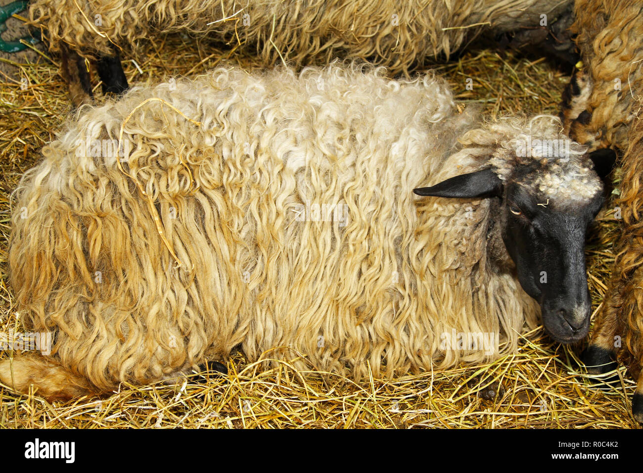 Sheep with long wool laying in pen Stock Photo - Alamy