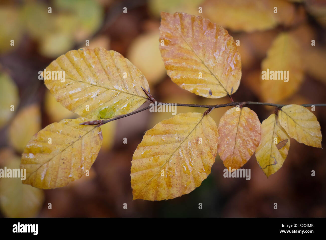 Beech Tree leaves in Judy Woods, Wyke, Bradford, West Yorkshire ...