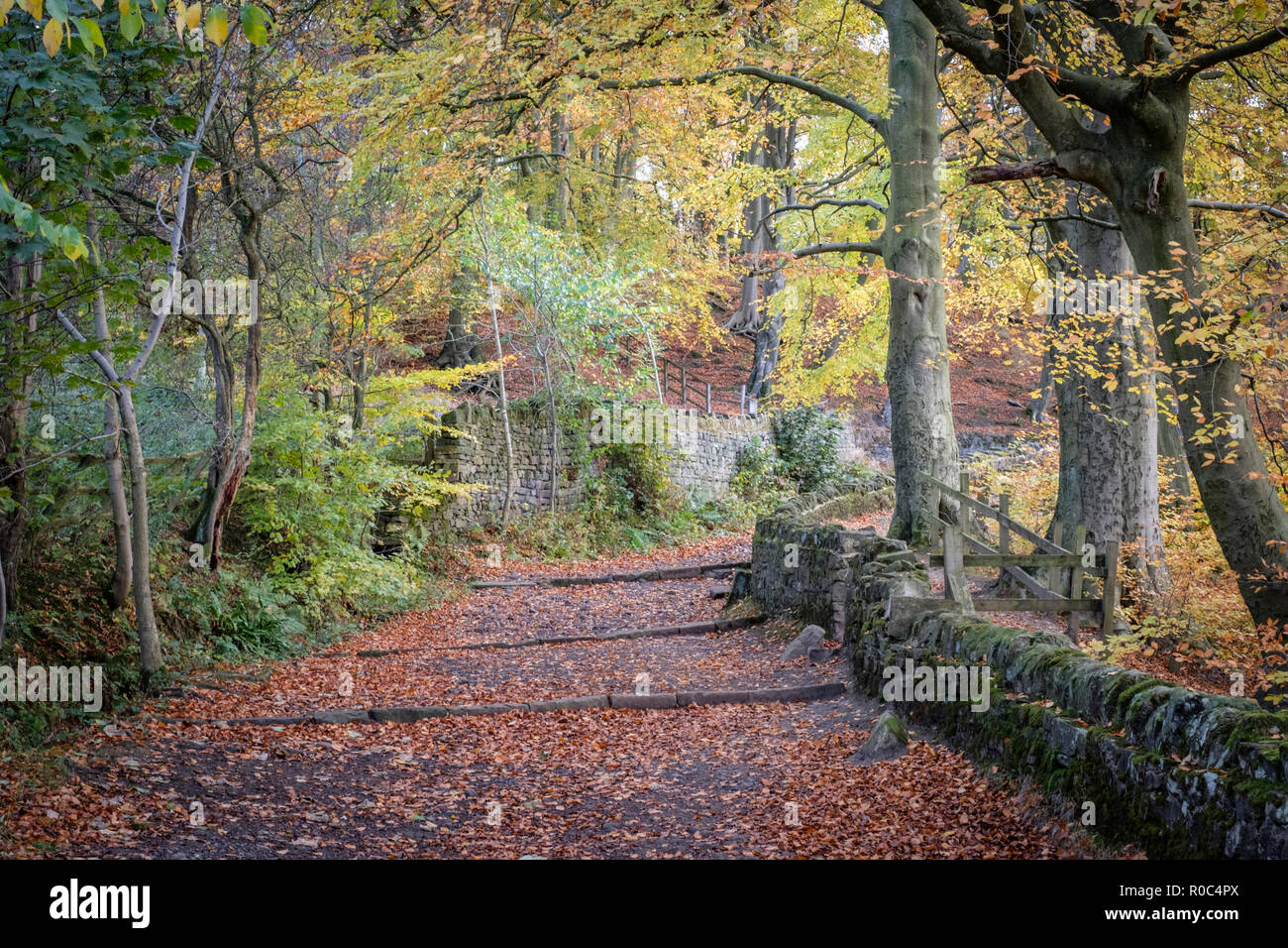 Autumnal scenes in Judy Woods, Wyke, Bradford, West Yorkshire, England ...